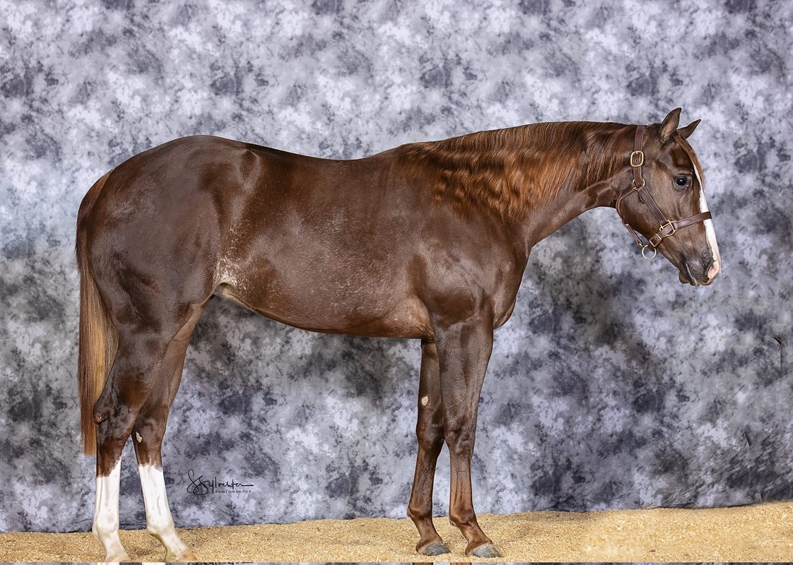 Metallics MVP Shines at the 2023 Western Bloodstock NCHA Futurity Sale ...