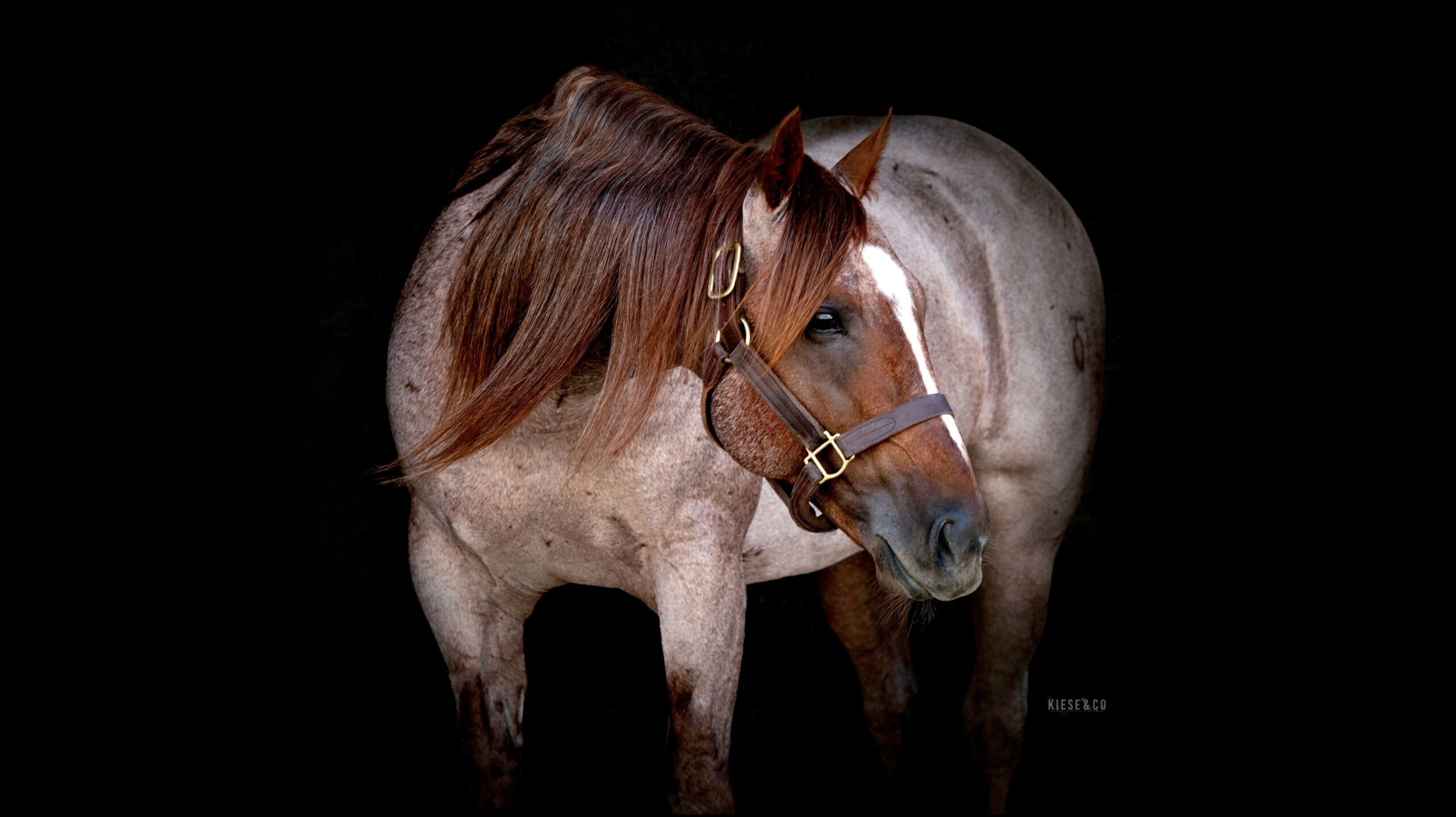 Metallics MVP - Home