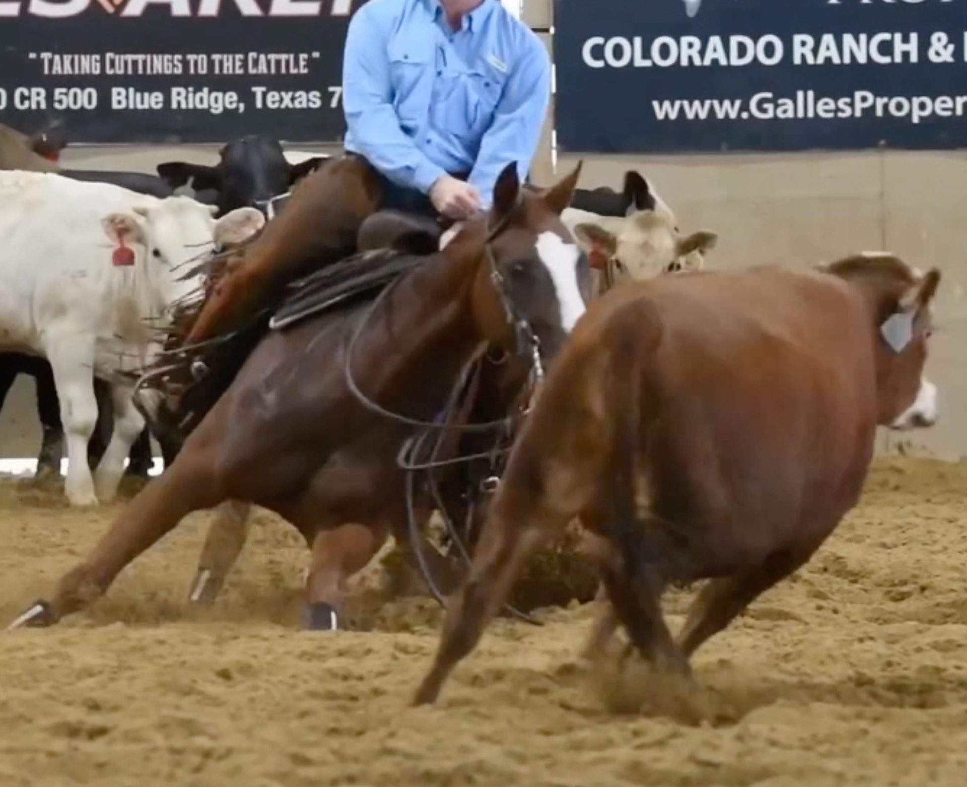 Spotlight on She Is A Dirty Diana: Legacy of Metallics MVP Shines in ...